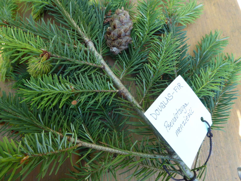 Douglas Fir Seed - Forestart