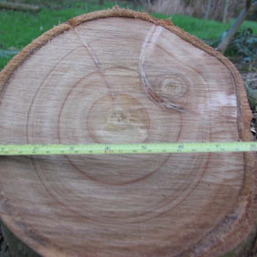 Spinning Gum - Forestart