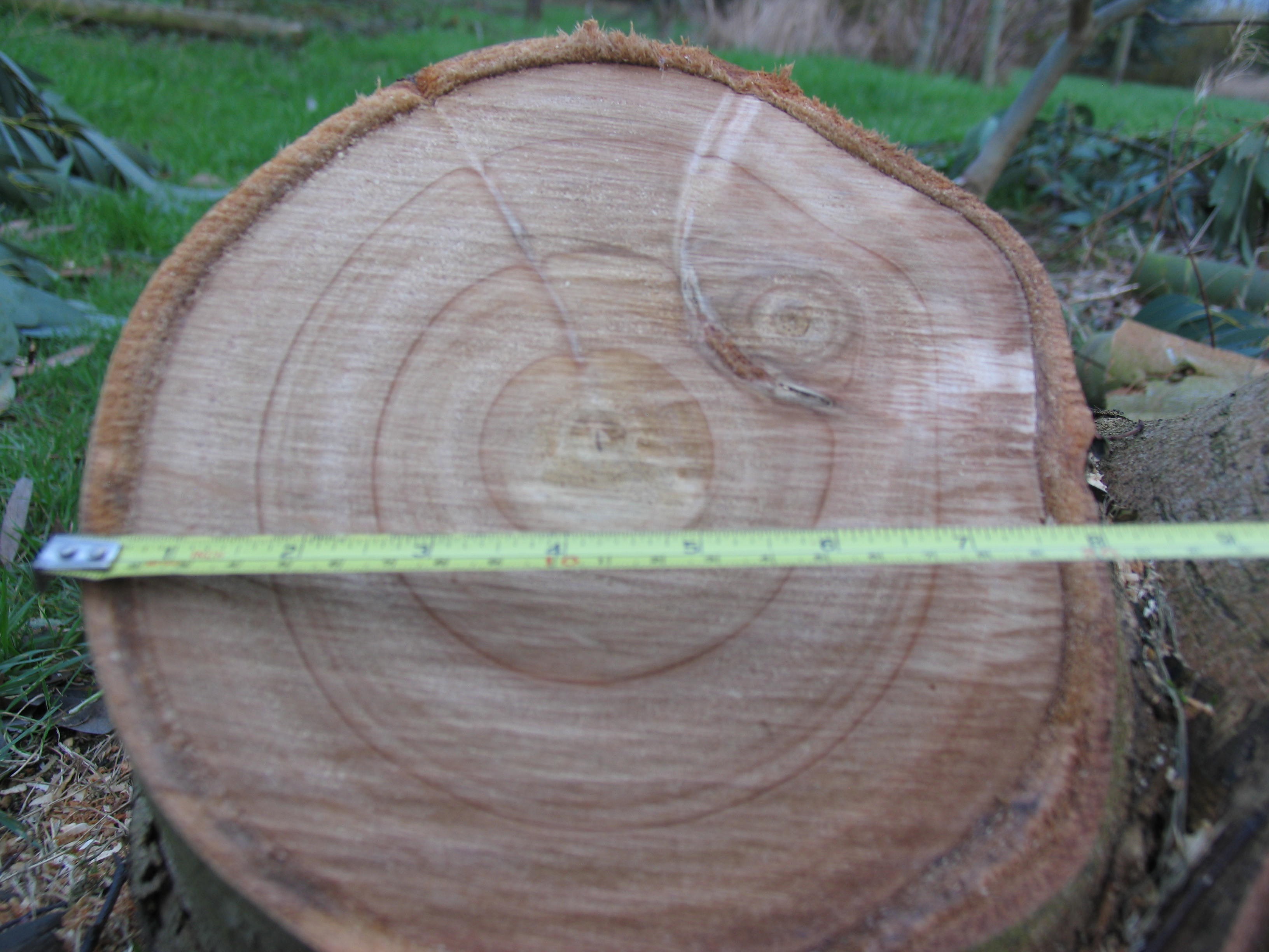 Spinning Gum - Forestart