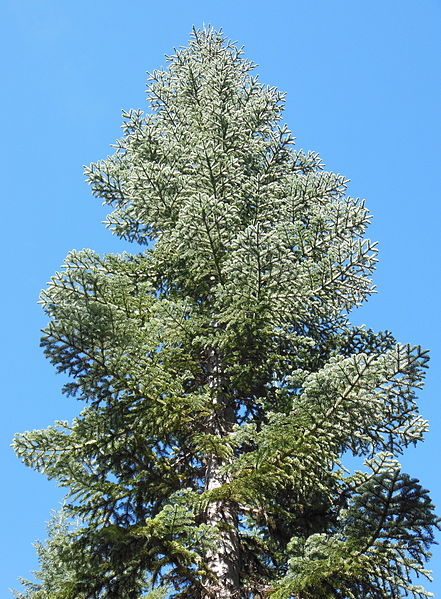 Red Fir Seed - Forestart