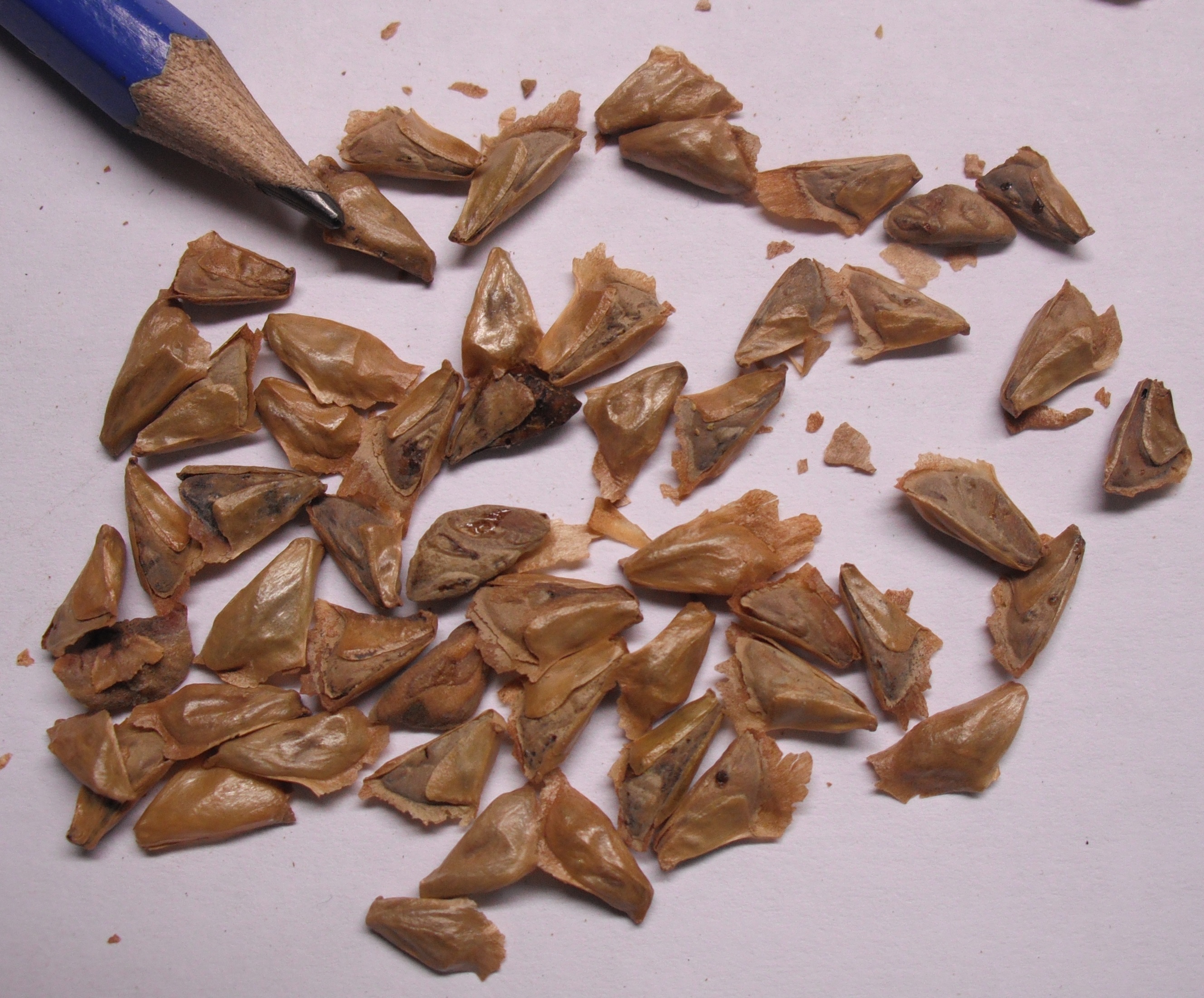 Grand Fir Seed - Forestart