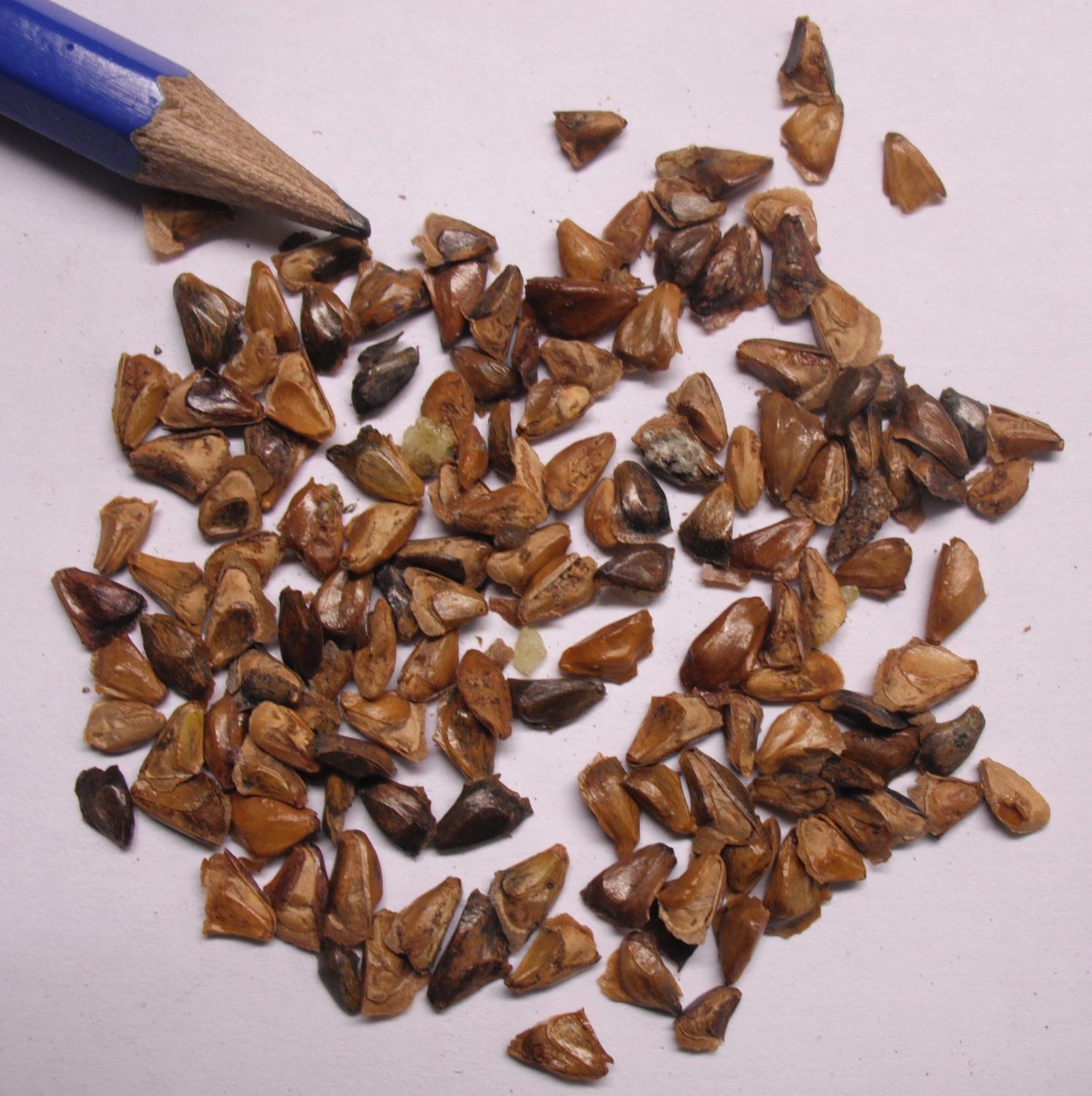 Korean Fir Seed - Forestart