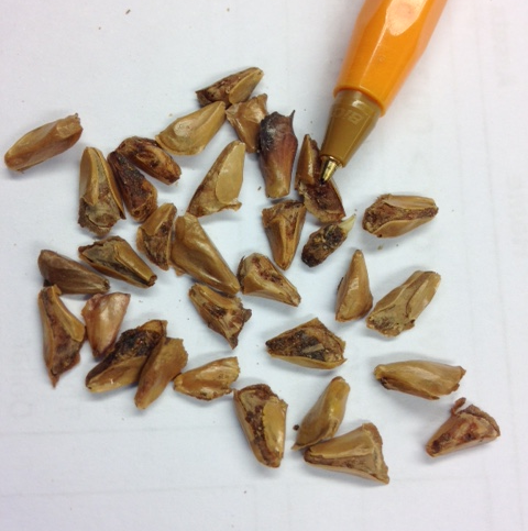 Corkbark Fir Seed - Forestart