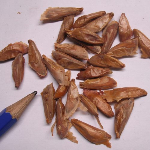 Red Fir Seed - Forestart