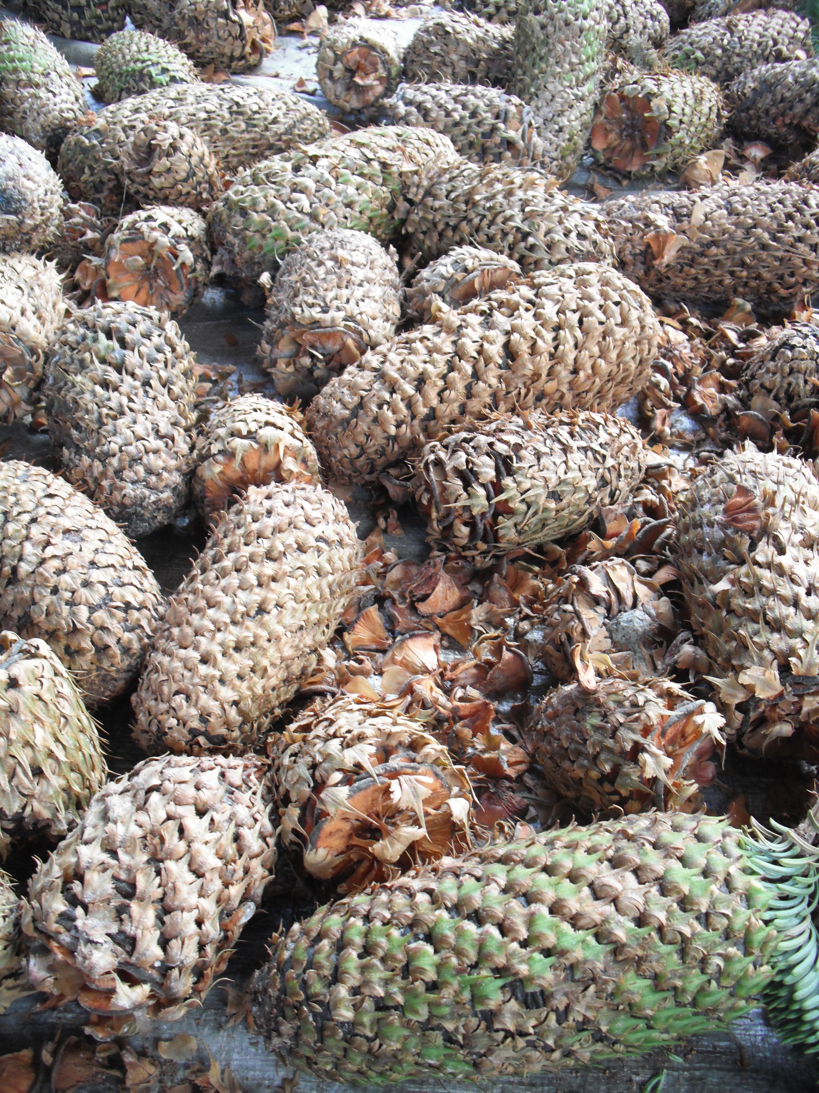 Noble Fir Seed - Forestart