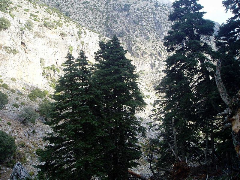 Spanish Fir Seed - Forestart