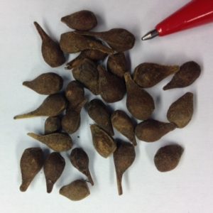 Paperbark Maple Seed - Forestart