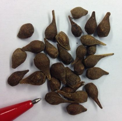 Paperbark Maple Seed - Forestart