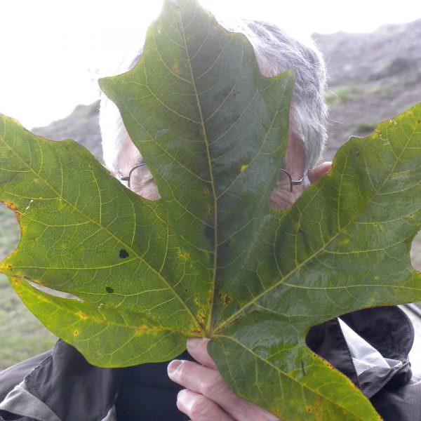 Oregon Maple Seed - Forestart