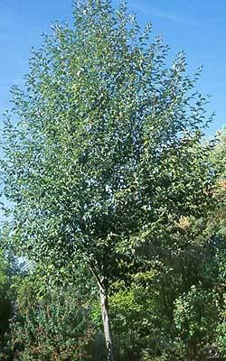 Red Alder Seed - Forestart