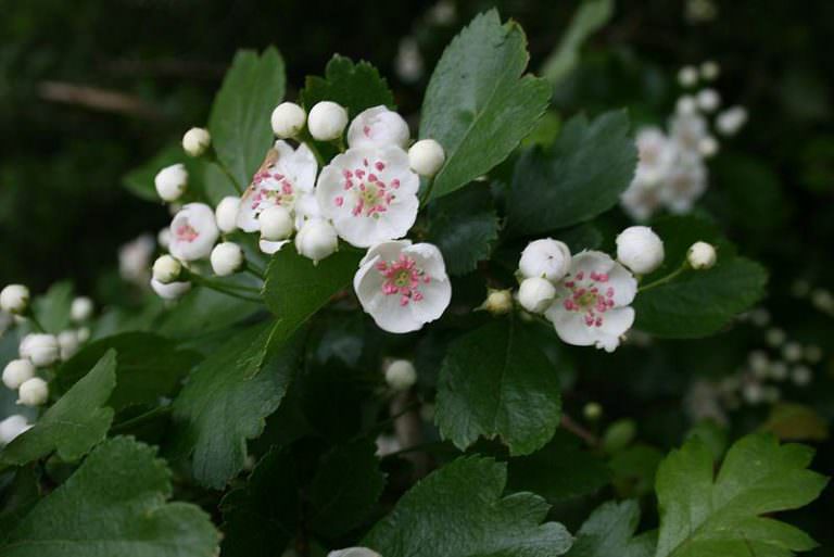 Midland Hawthorn Seed - Forestart