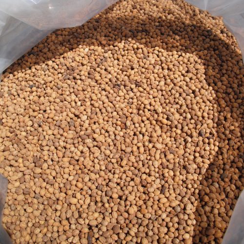 Hawthorn Seed - Forestart