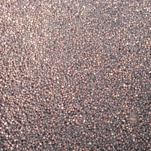 Hawthorn Seed - Forestart