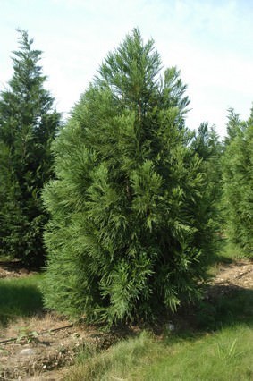 Japanese Cedar Seed - Forestart