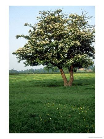 Hawthorn Seed - Forestart