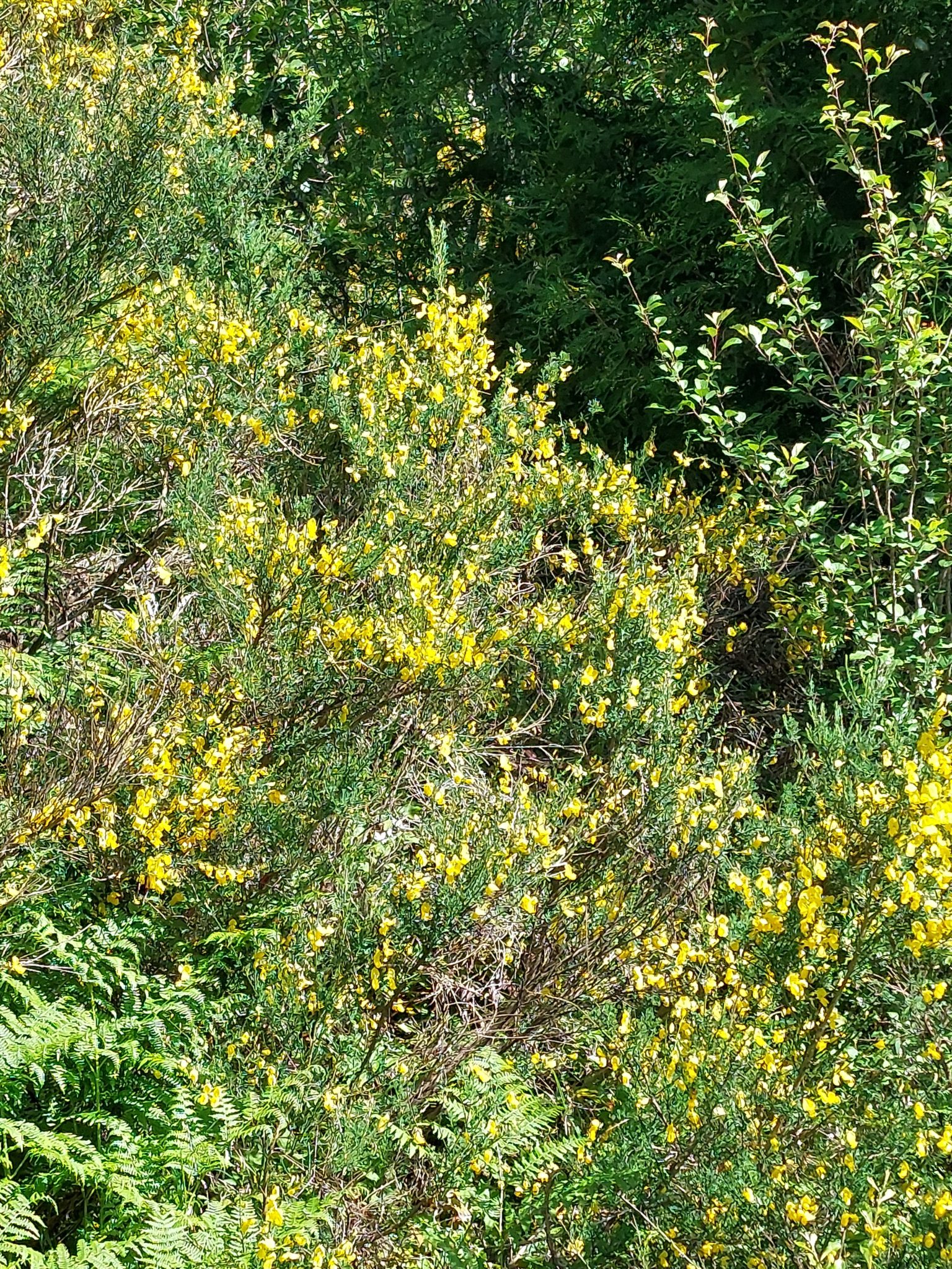 Broom Seed - Forestart