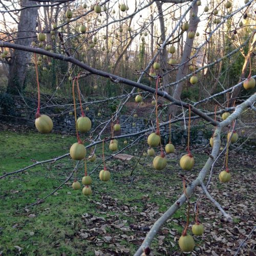 Pocket Handkerchief Tree Seed - Forestart