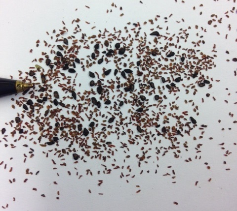 Spinning Gum - Forestart