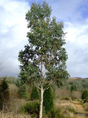 Spinning Gum - Forestart