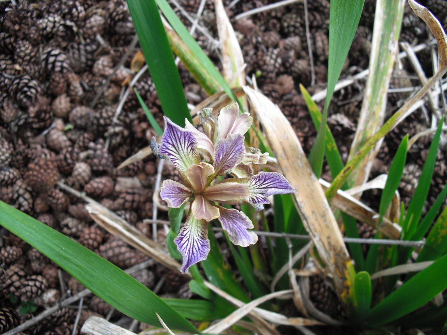Stinking Iris Seed Forestart stinking-iris-seed-forestart