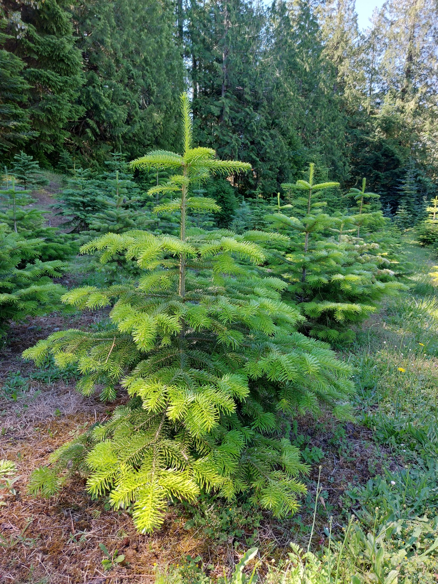 Korean Fir Seed - Forestart