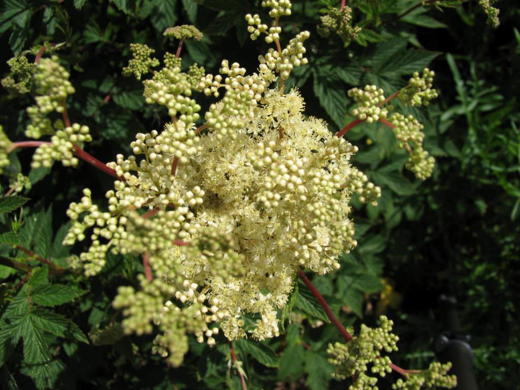 Meadowsweet Seed - Forestart