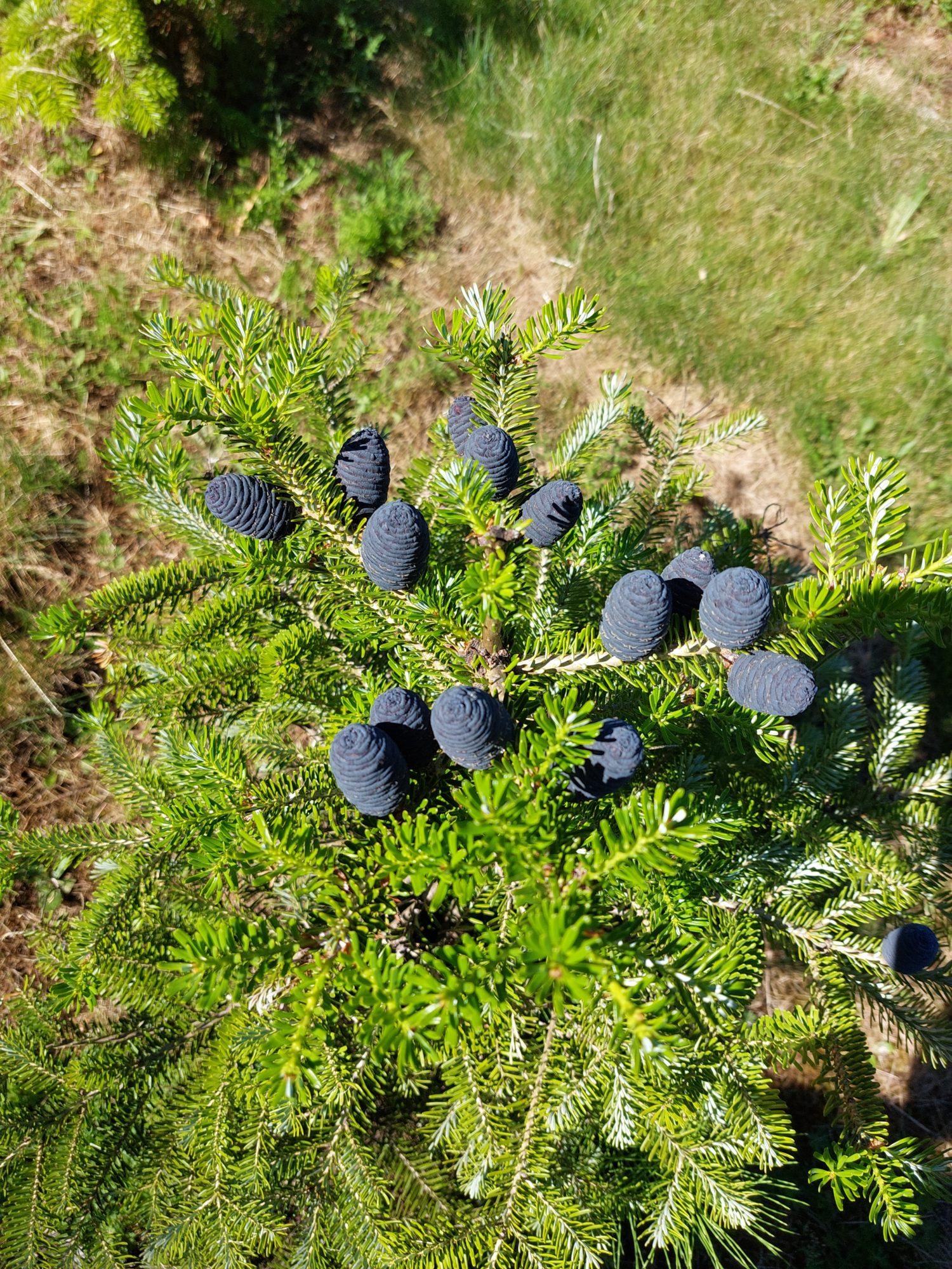 Nordmann/Caucasian Fir Seed - Forestart
