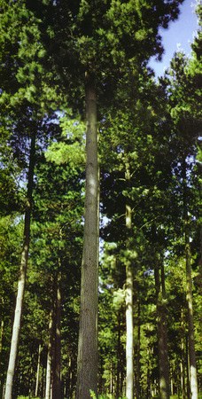 Monterey Pine Seed - Forestart