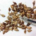 Douglas Fir Seed - Forestart
