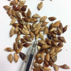 Douglas Fir Seed - Forestart