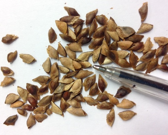 Douglas Fir Seed - Forestart