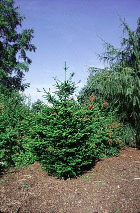 Douglas Fir Seed - Forestart