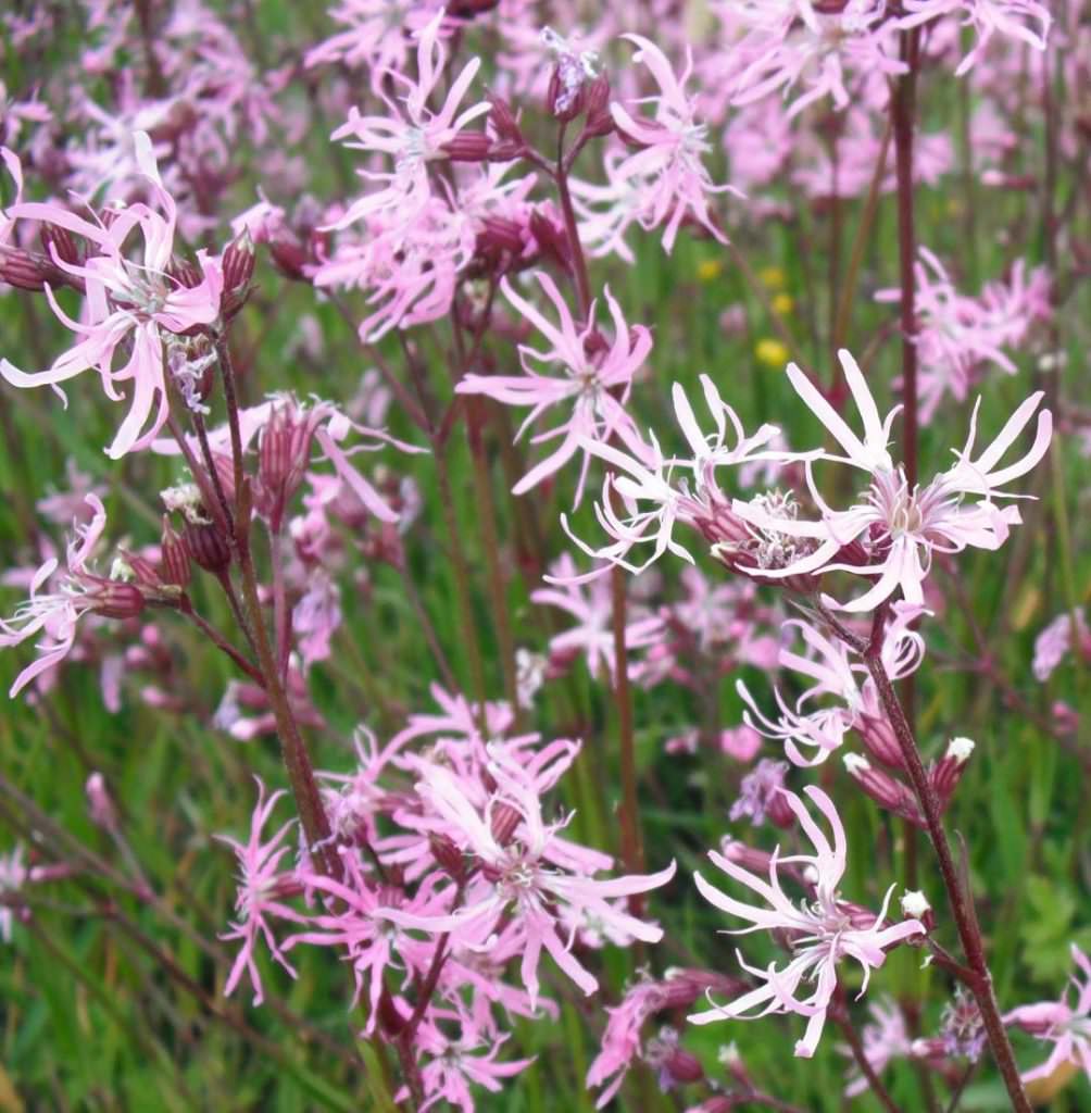 Ragged Robin Seed - Forestart