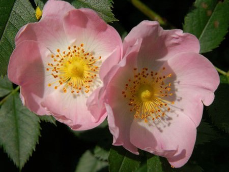 Dog Rose Seed - Forestart