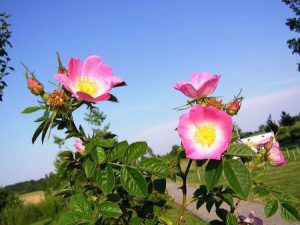Eglantine / Sweet Briar Seed - Forestart