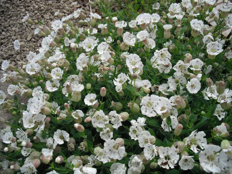 Sea Campion Seed - Forestart