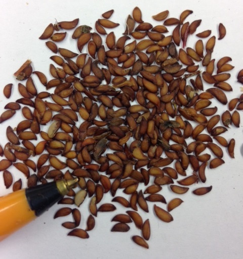 Mountain Ash / Rowan Seed - Forestart