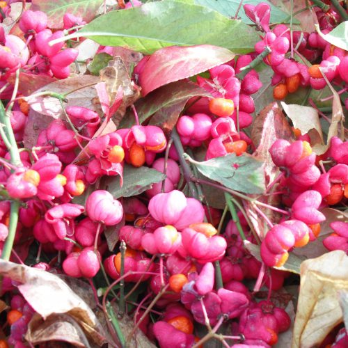 Spindle Tree Seed - Forestart