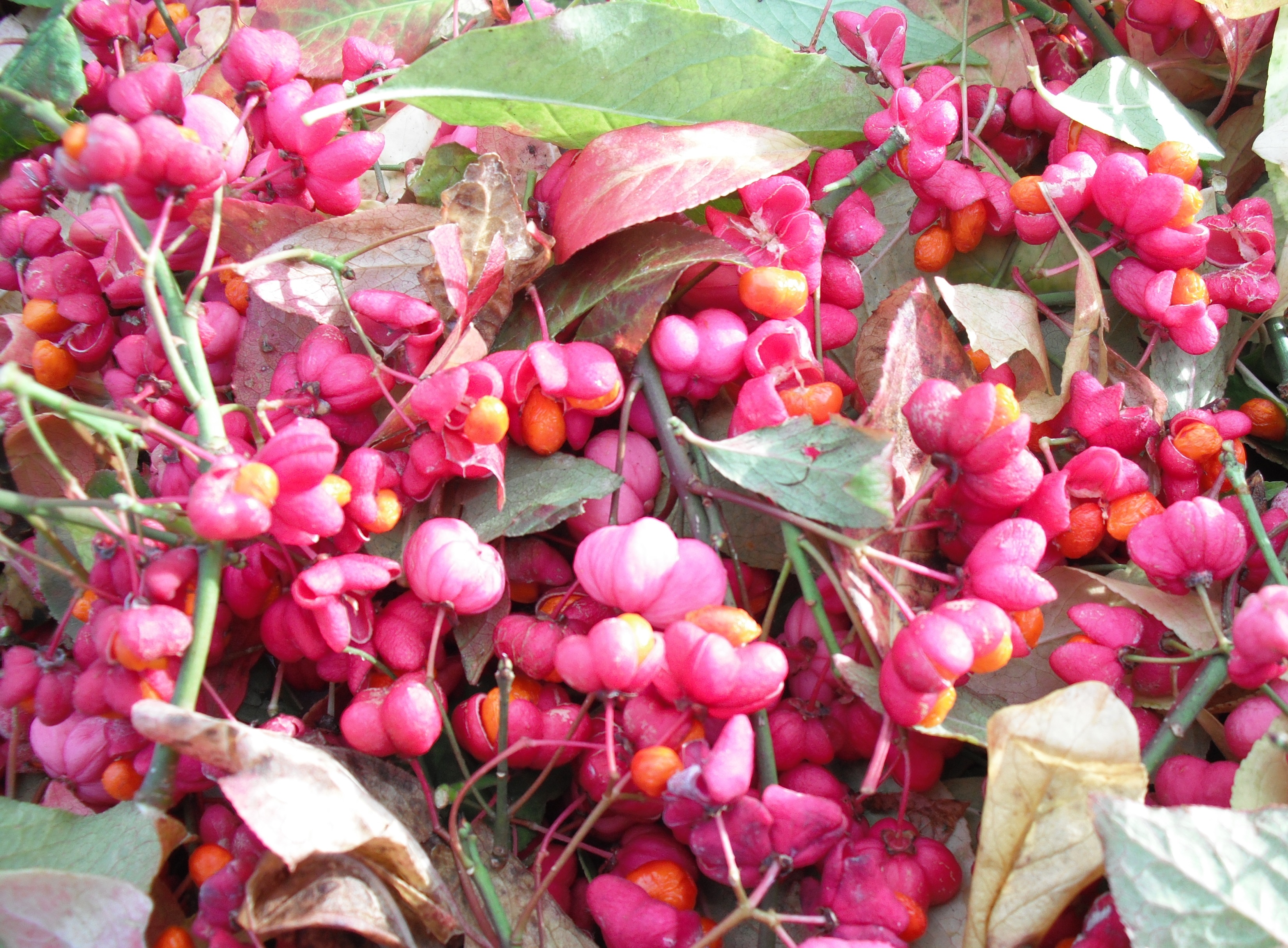 Spindle Tree Seed - Forestart
