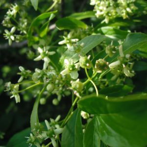 Spindle Tree Seed - Forestart