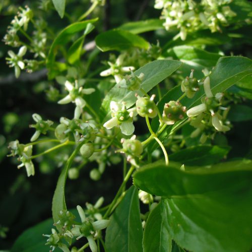 Spindle Tree Seed - Forestart