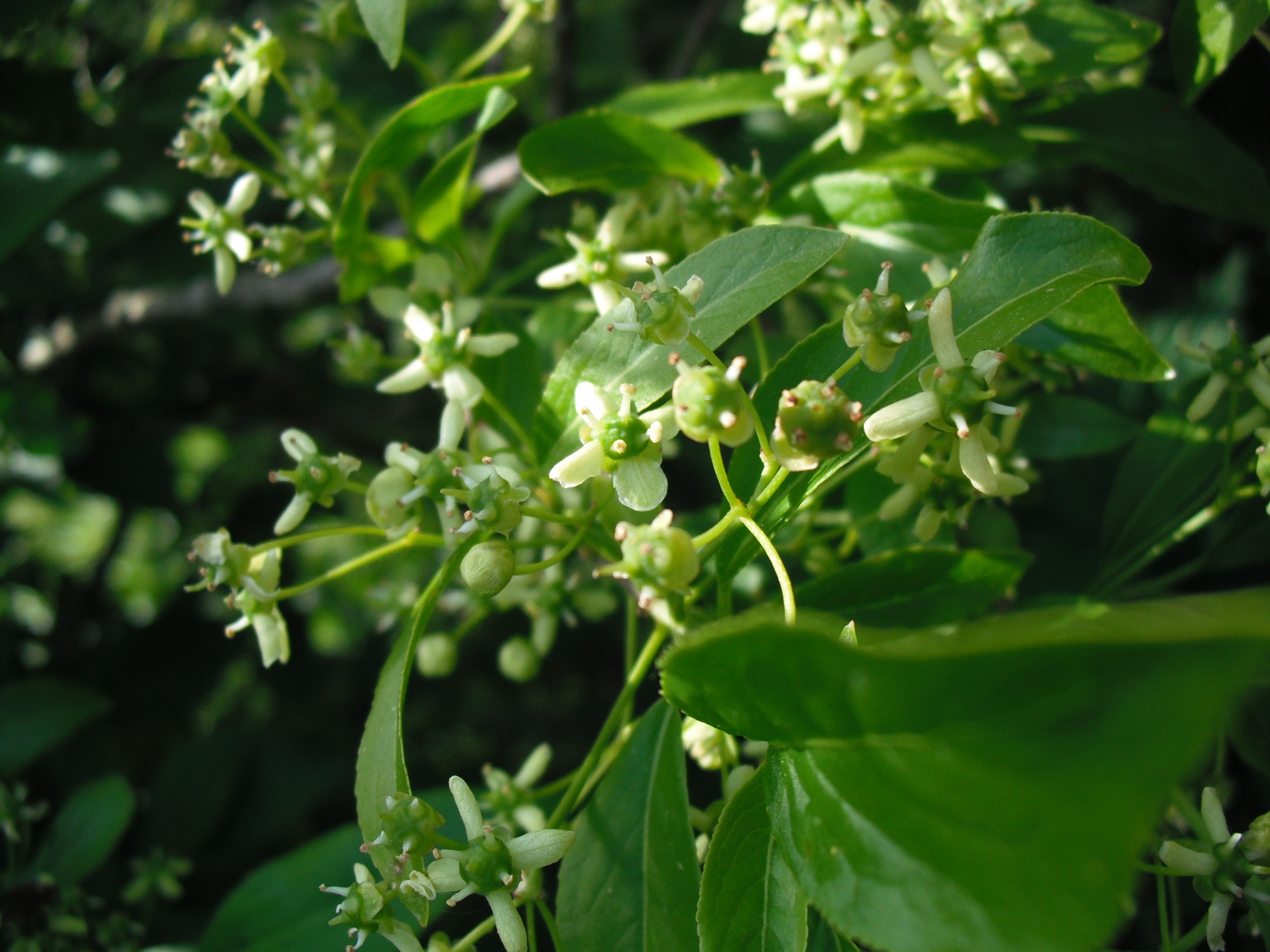Spindle Tree Seed - Forestart