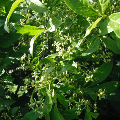 Spindle Tree Seed - Forestart