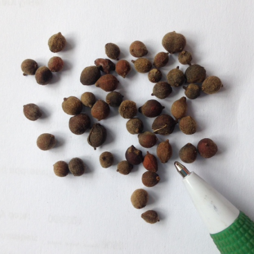 Small Leaved Lime Seed - Forestart