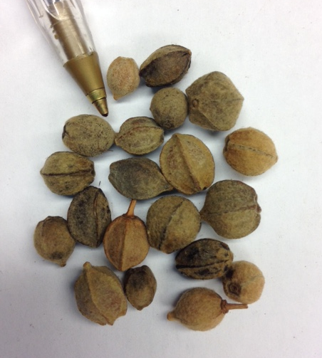 Broad Leaved Lime Seed - Forestart