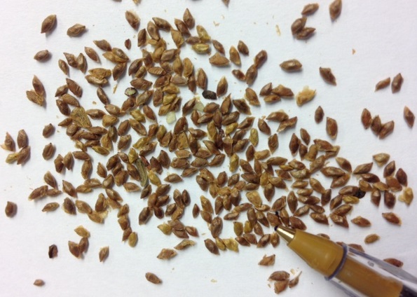 Western Hemlock Seed - Forestart