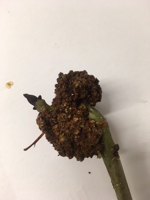 What's This? - Forestart